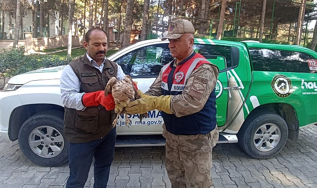 Nesli tükenme tehlikesi altında! Urfa’da ekipler tarafından bulundu ...